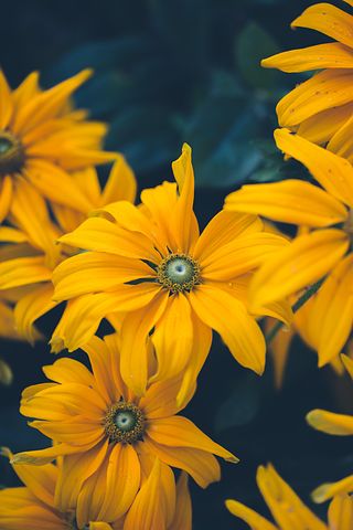 700+ Free Sus & Nature Images - Pixabay