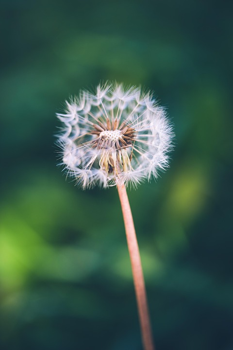 Dandelion Flower Seeds - Free photo on Pixabay
