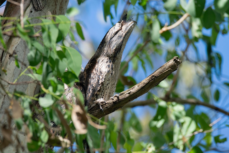 Podarge Gris Oiseau Animal - Photo gratuite sur Pixabay