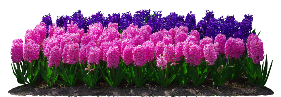 10+ Free Hyacinths & Spring Illustrations - Pixabay