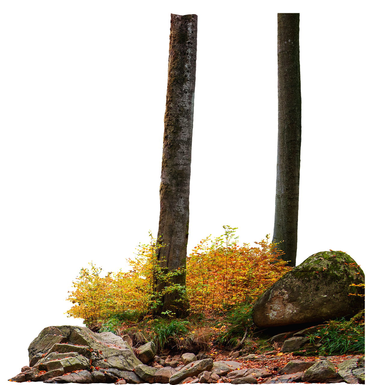 Download Ground, Land, Forest. Royalty-Free Stock Illustration Image ...