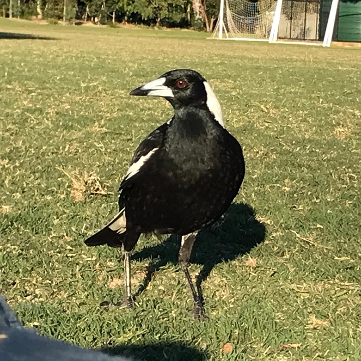 Magpie Ozmagpie Australianbirds - Free photo on Pixabay - Pixabay