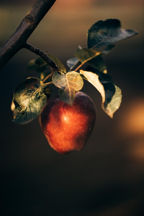 Apfel Obst Baum - Kostenloses Foto auf Pixabay