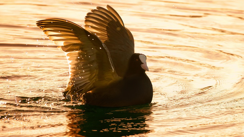 Duck Coot Lake - Free photo on Pixabay - Pixabay
