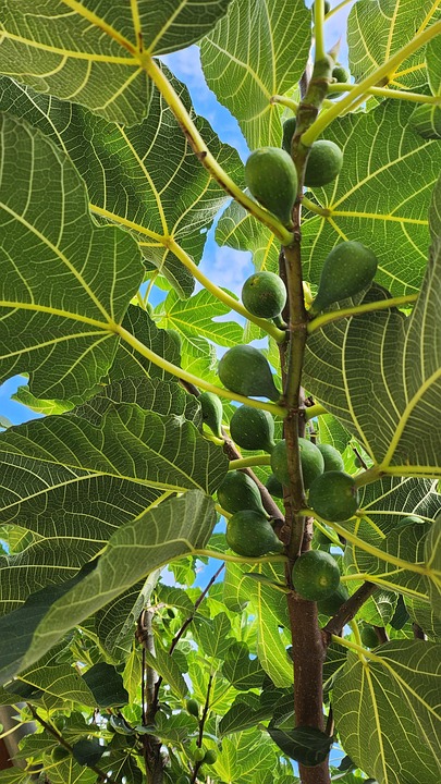 Figs Nature Fig Tree - Free photo on Pixabay - Pixabay