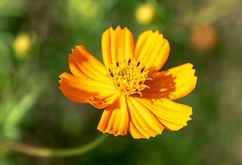 60+ Free Sulphurous Cosmos & Sulfur Cosmos Photos - Pixabay