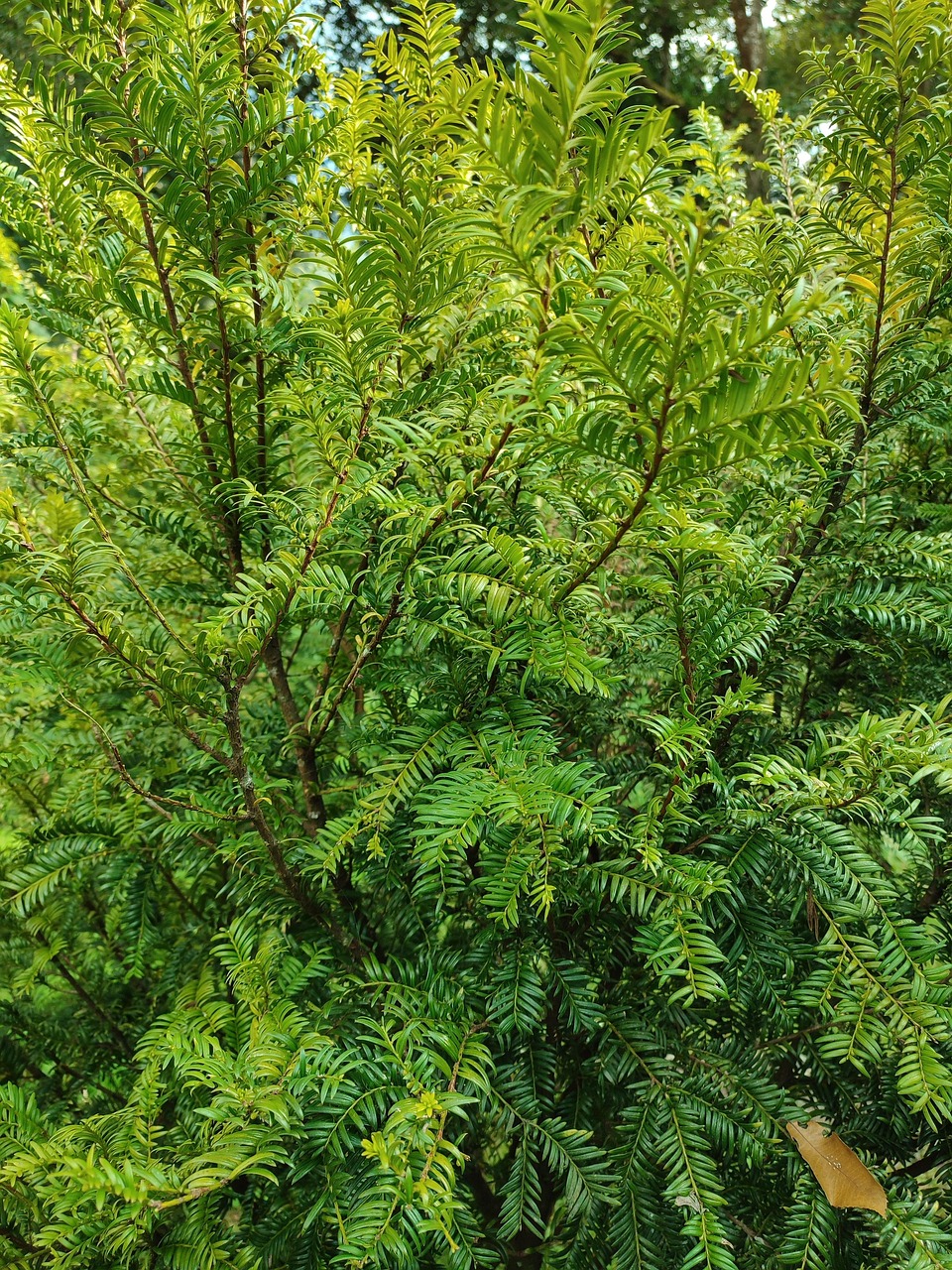 Taxus Wallichiana Lautha Salla - Gratis foto op Pixabay - Pixabay