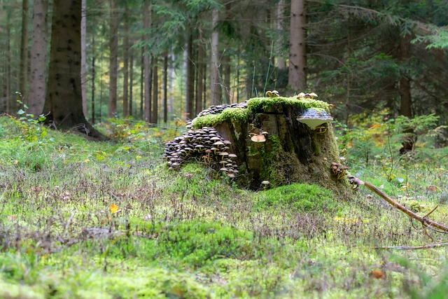 Forest Floor Fall Nature Tree - Free photo on Pixabay