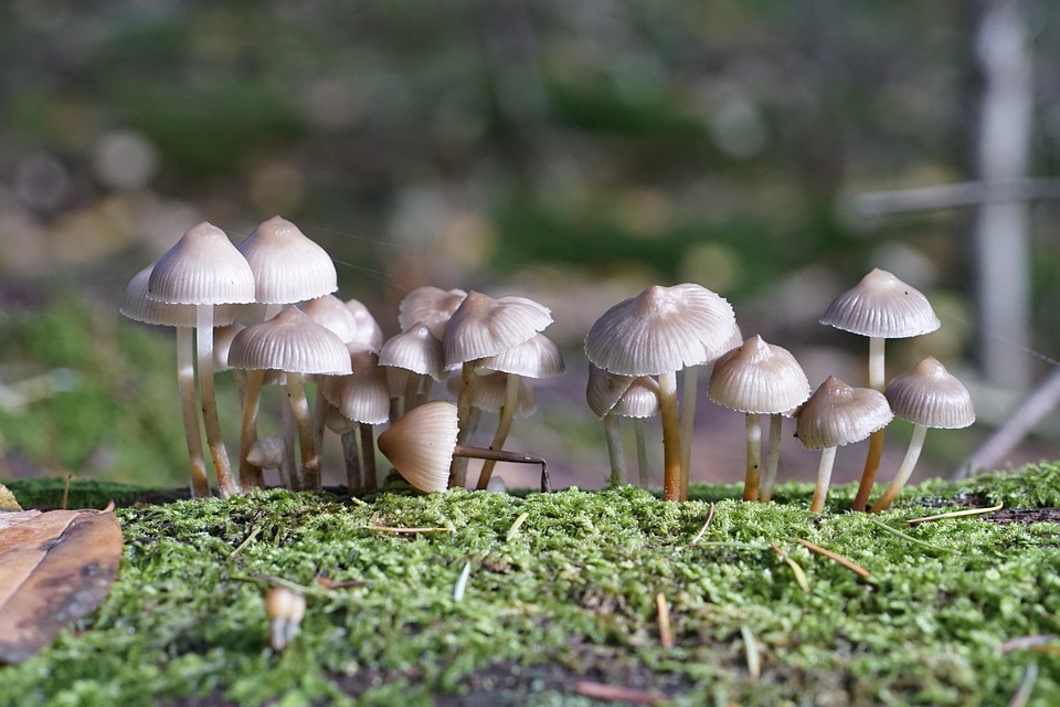 Fungo Micologia Sottobosco Funghi - Foto gratis su Pixabay