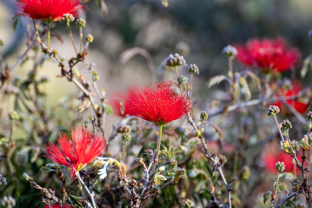 Baja Fairy Duster Flowers Plants - Free photo on Pixabay - Pixabay