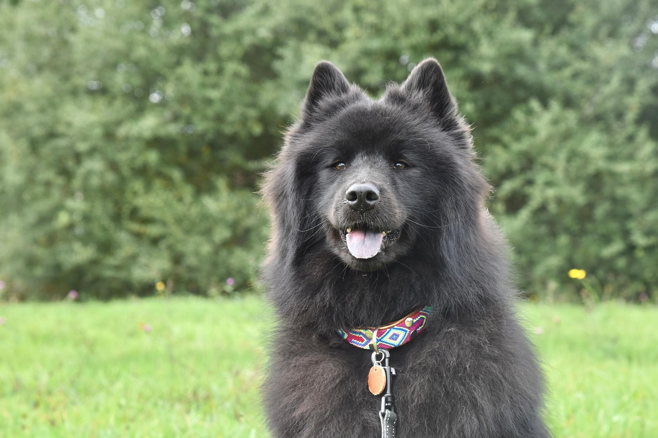 Eurasier Dog Grass - Free photo on Pixabay - Pixabay