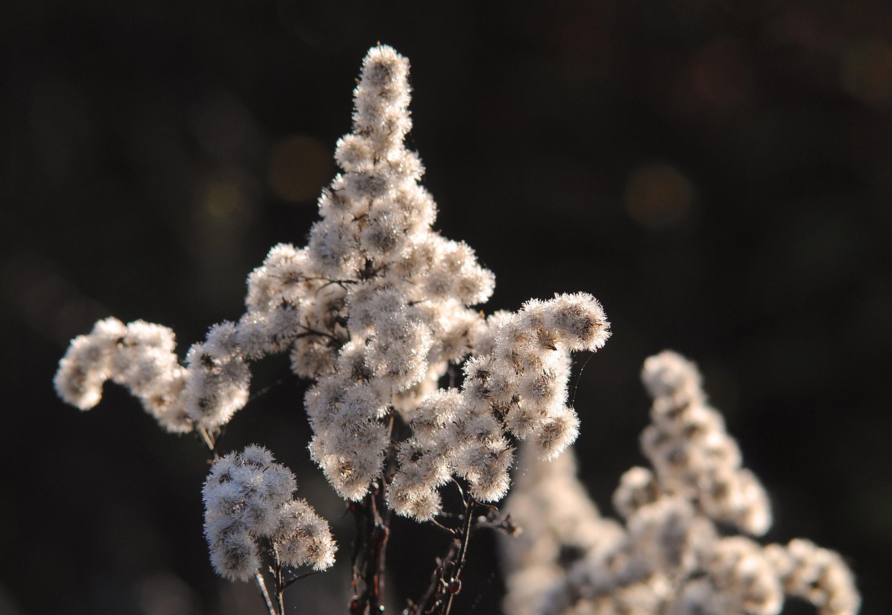 Catkins Dew Meadow - Free photo on Pixabay
