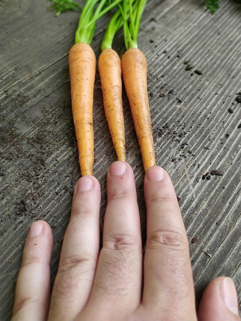 Carrot Vegetables Fresh - Free photo on Pixabay