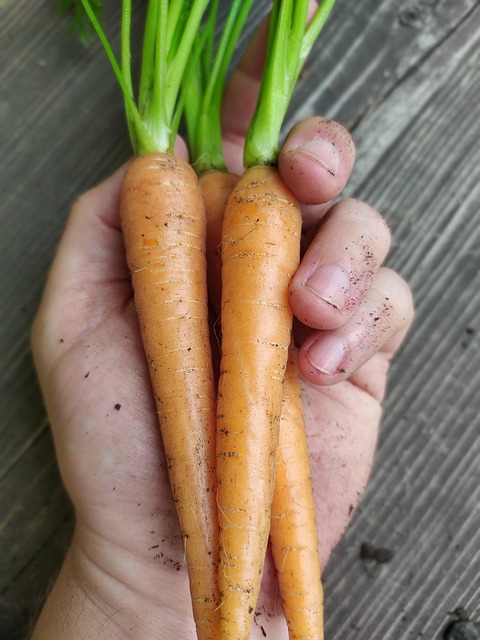 Carrot Vegetables Hand - Free photo on Pixabay