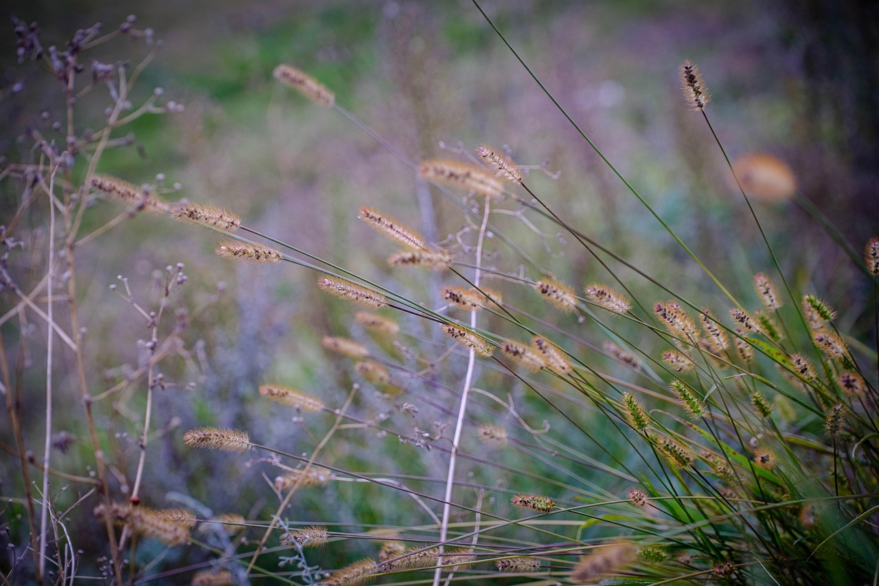 Chatons Prairie Gazon Les - Photo gratuite sur Pixabay - Pixabay