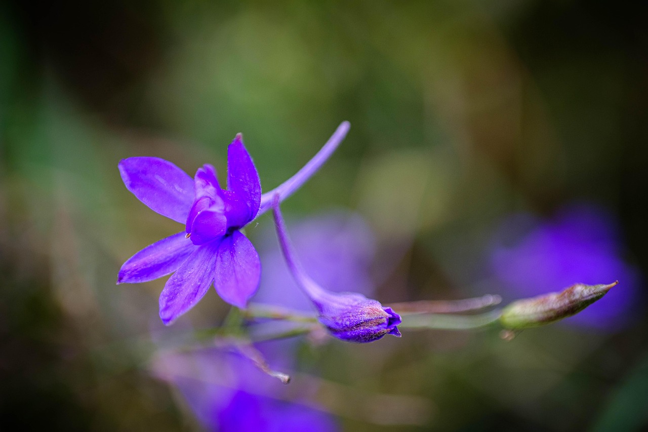 Blumen Lilane Garten - Kostenloses Foto auf Pixabay - Pixabay