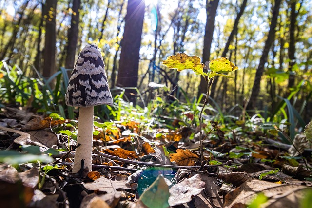 Mushroom Fungus Mycology Forest - Free photo on Pixabay