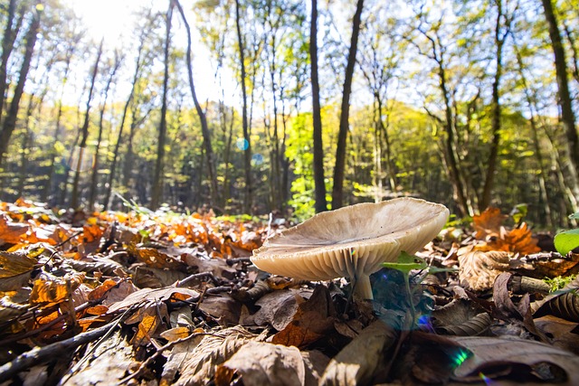 Mushroom Fungus Mycology Forest - Free photo on Pixabay
