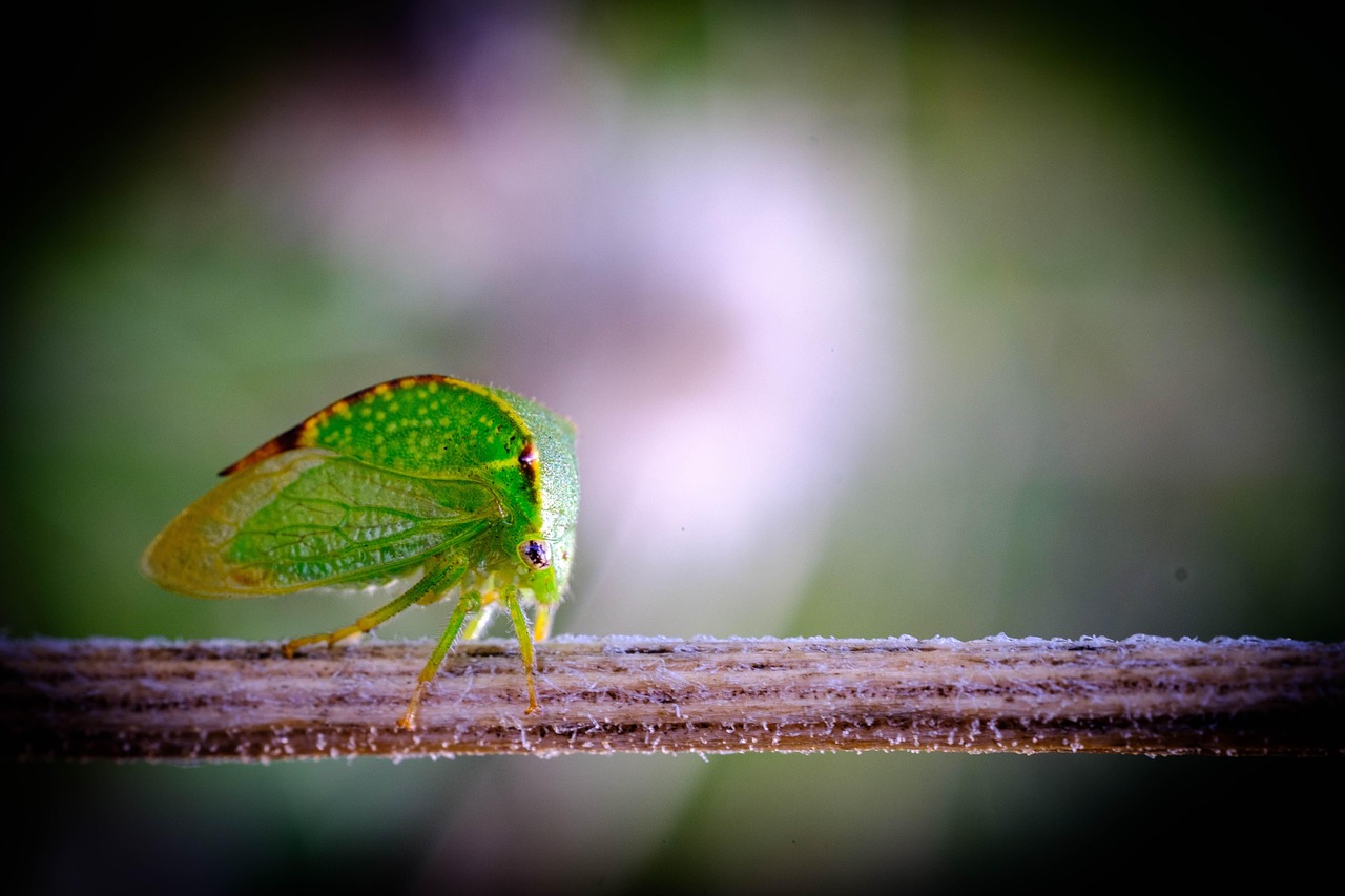 Buffalo Treehopper Insect Animal - Free photo on Pixabay