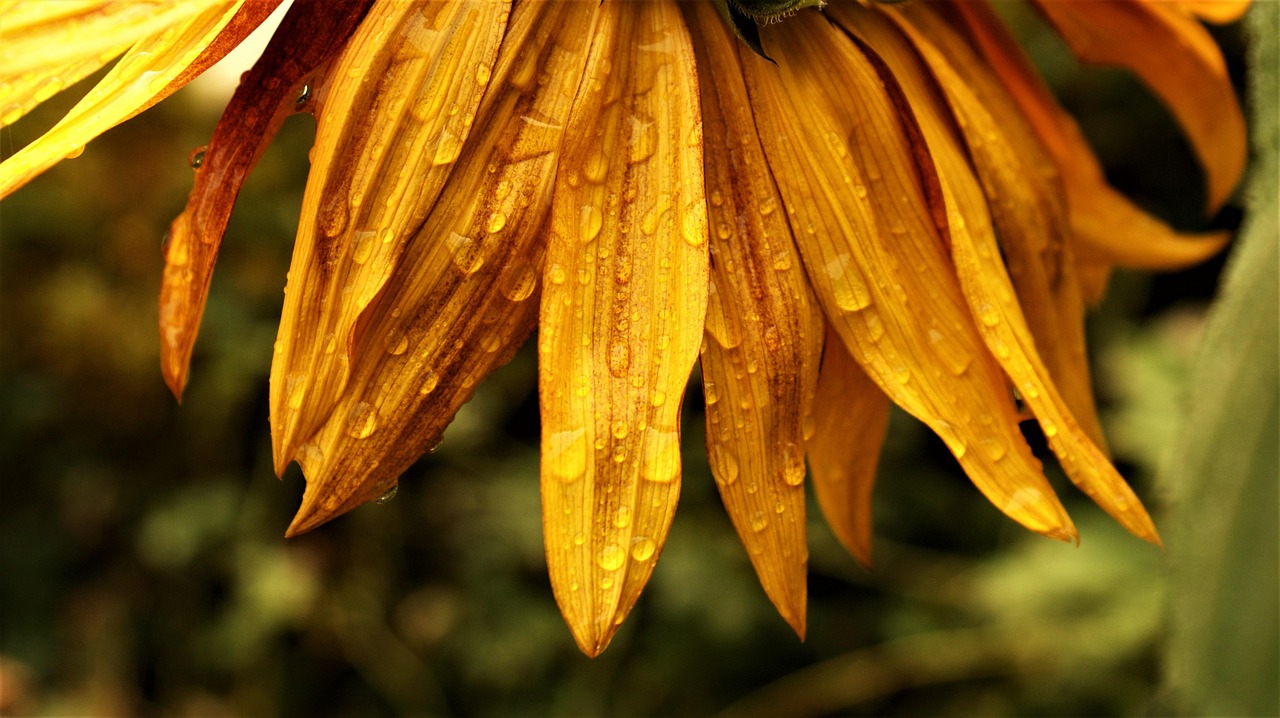 Sunflower Petals Raindrops - Free photo on Pixabay - Pixabay