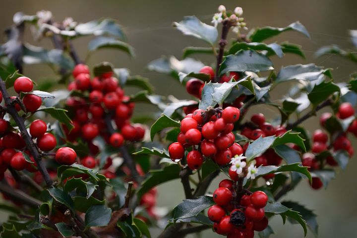 200+ Free Holly Leaf & Holly Images - Pixabay