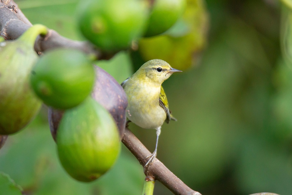 Tennessee Warbler Bird Animal - Free photo on Pixabay - Pixabay