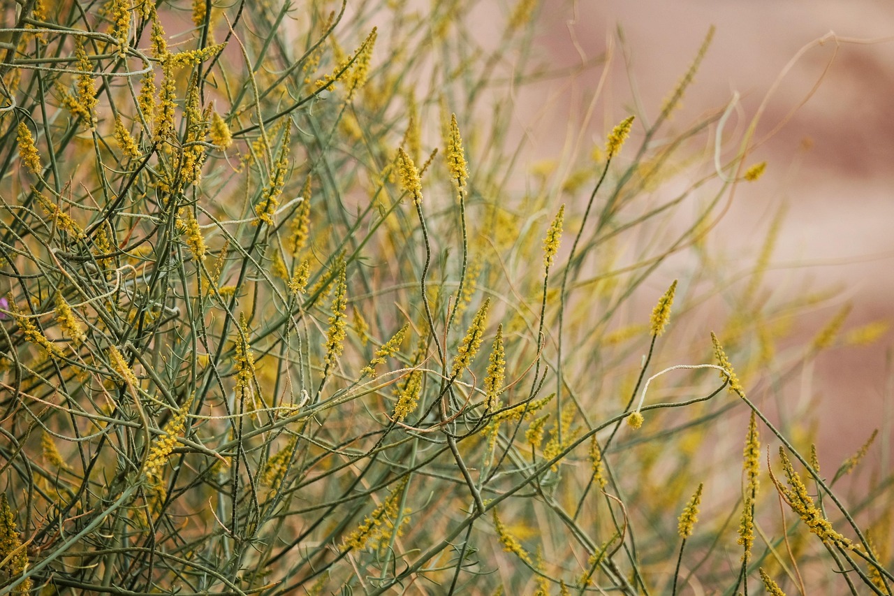 Flower Wildflowers Flowering Grass - Free photo on Pixabay