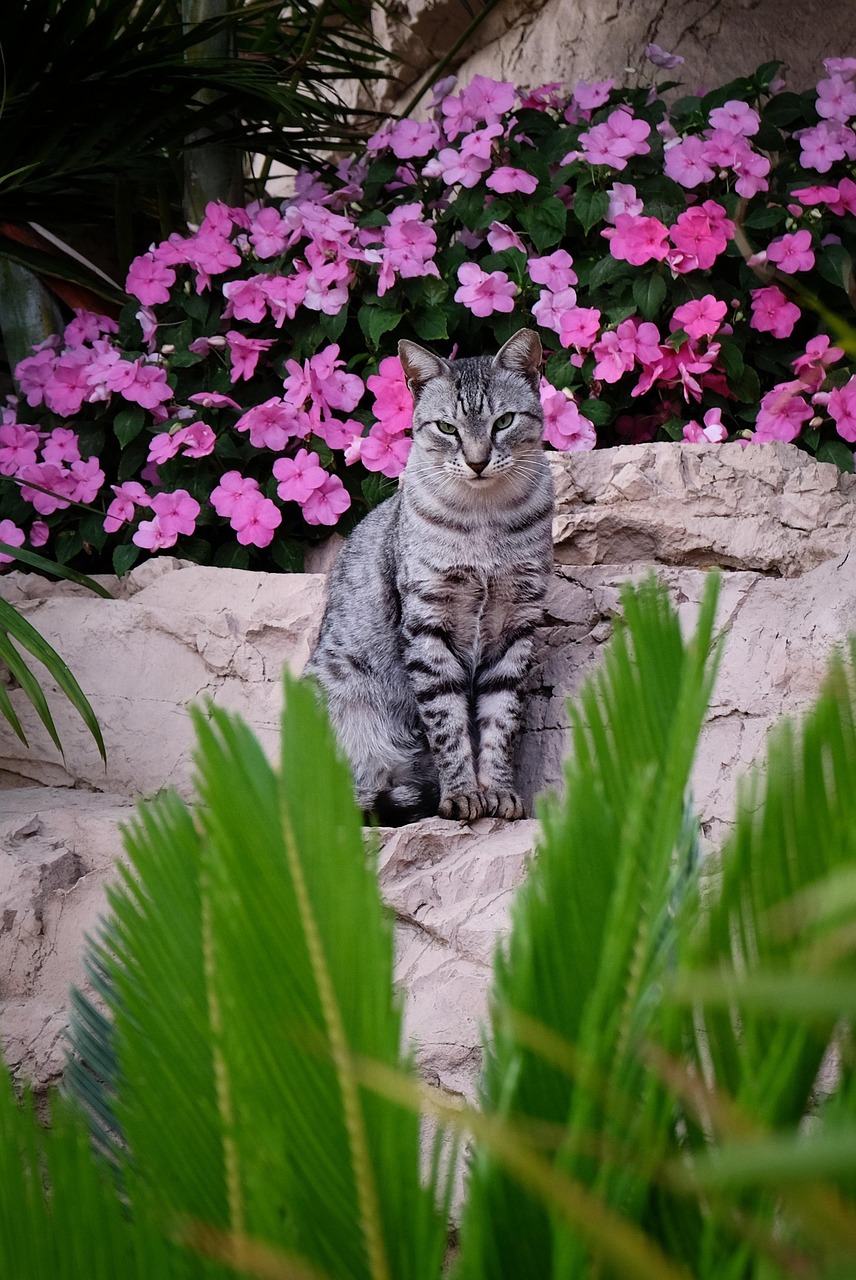 60+ Free Cat Camouflage & Camouflage Images - Pixabay