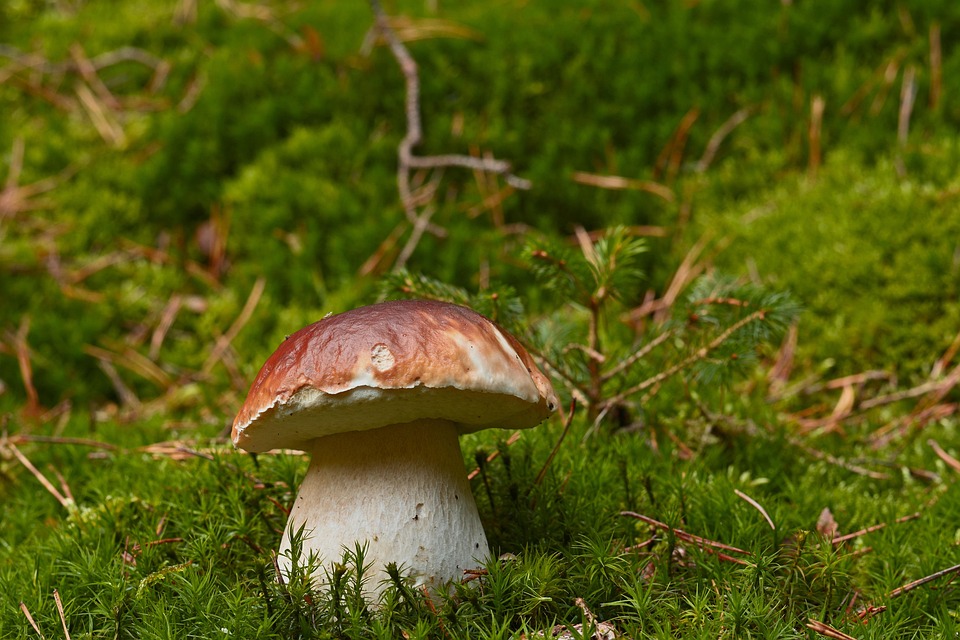 Champiñón Comestible Sabroso - Foto gratis en Pixabay