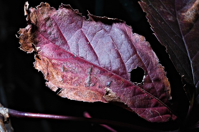 American Vine Leaf Autumn - Free photo on Pixabay - Pixabay