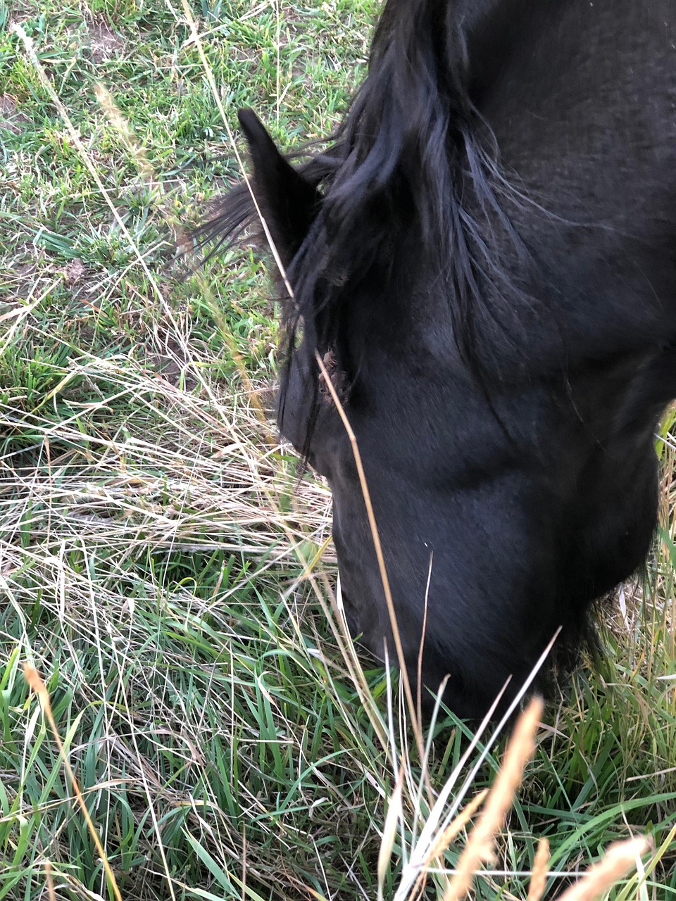 Schwarzes Pferd Tier Schwarz - Kostenloses Foto auf Pixabay - Pixabay