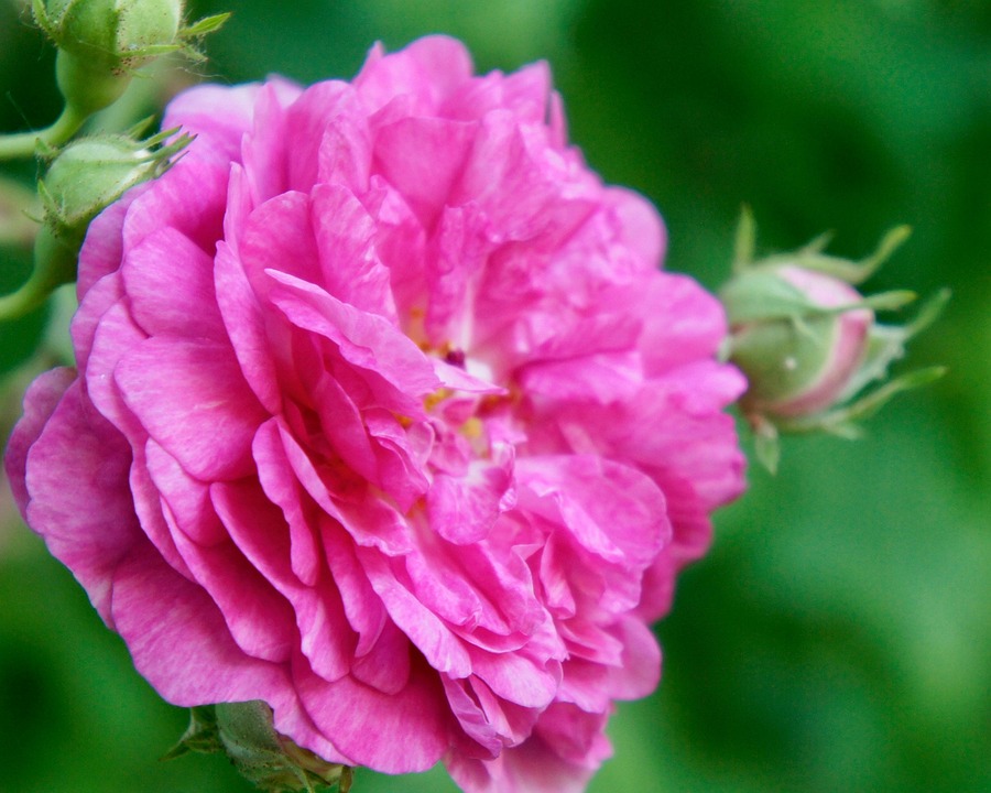 Rose Fleur - Photo gratuite sur Pixabay - Pixabay