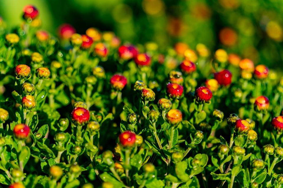 Strawflower Flowers Plant - Free photo on Pixabay