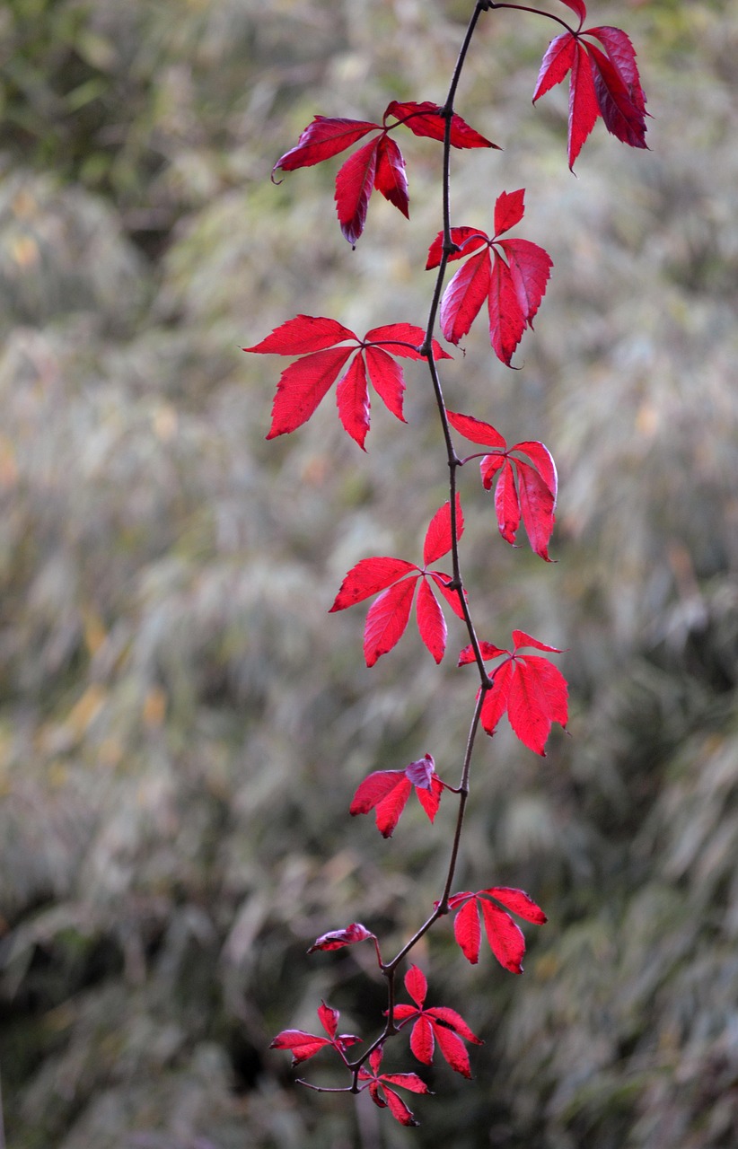 Vine Leaves Fall Wild - Free photo on Pixabay - Pixabay