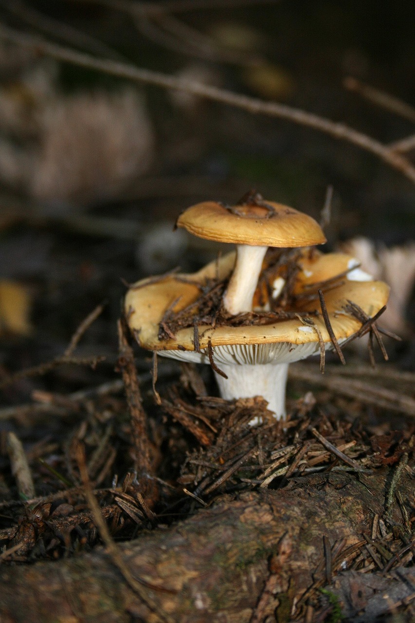 Disc Fungus Mushroom - Free photo on Pixabay