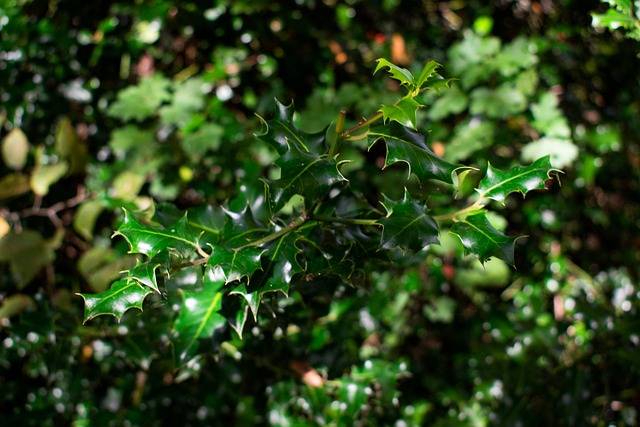 Azevinho Planta Natal - Foto gratuita no Pixabay - Pixabay