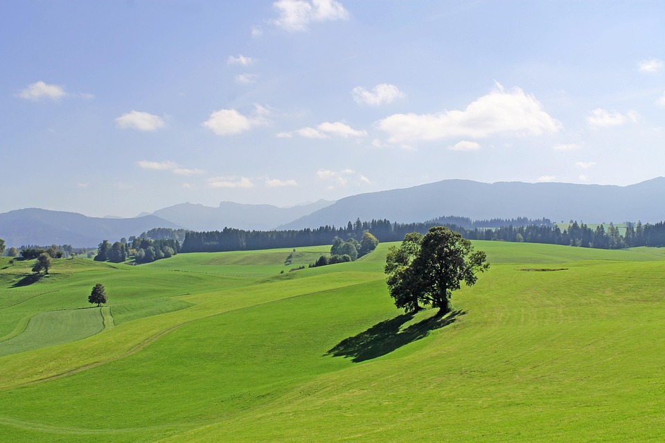 Field Tree Nature - Free photo on Pixabay