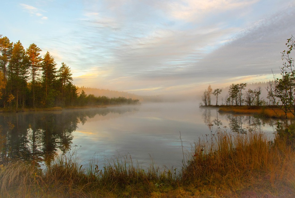 Morning Swamp Pond - Free photo on Pixabay - Pixabay
