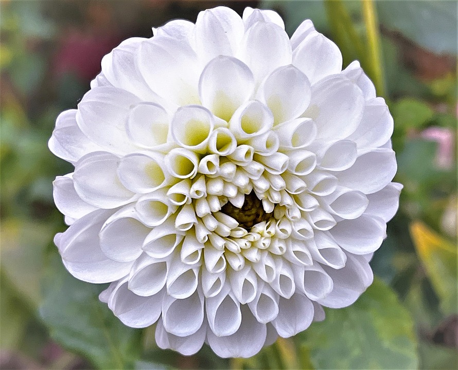 Dahlia Bunga Tanaman - Foto gratis di Pixabay - Pixabay