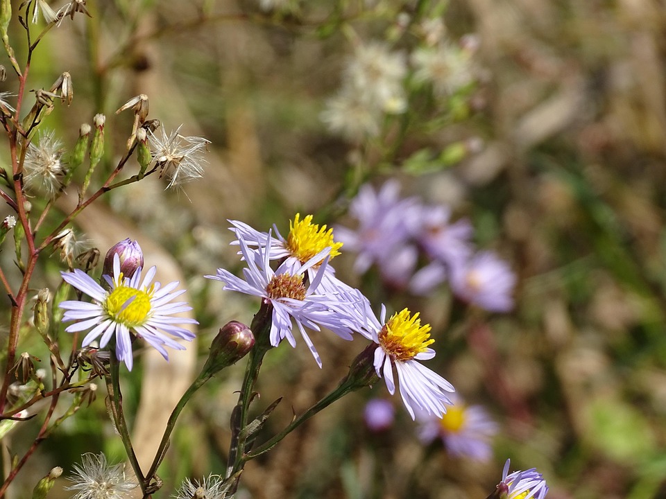 Blumen Blüte Natur - Kostenloses Foto auf Pixabay