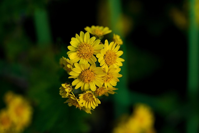 Wildblumen Gelbe Blumen - Kostenloses Foto auf Pixabay - Pixabay