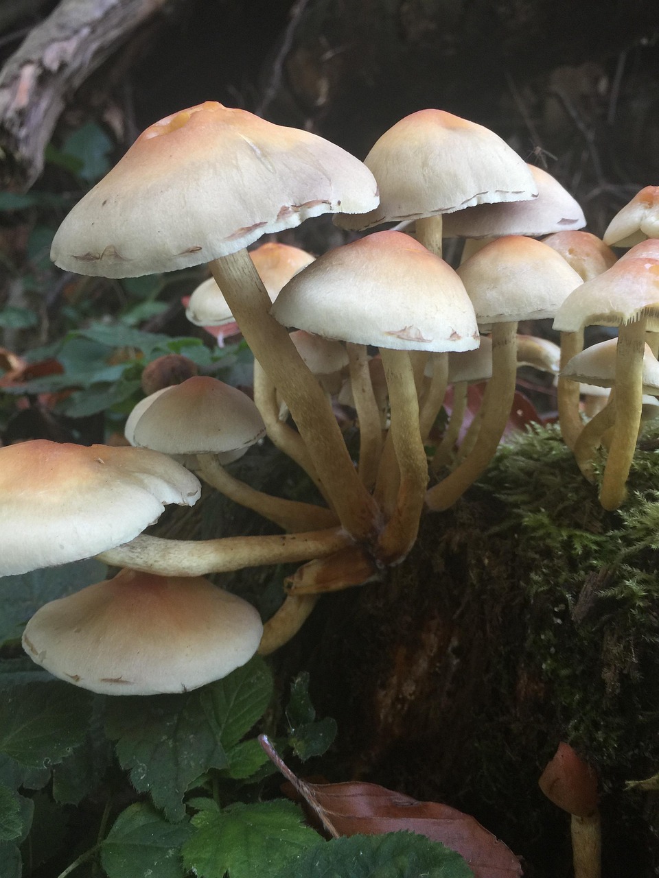 Mushrooms Fall Forest - Free photo on Pixabay - Pixabay