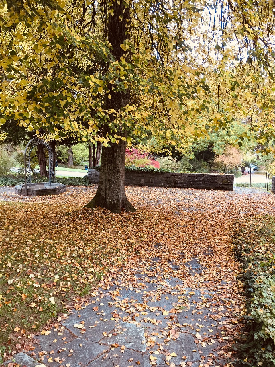 Fall Tree Park - Free photo on Pixabay