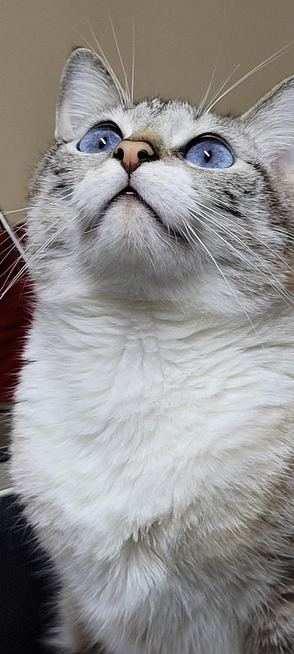 Félin Chat Ani - Photo gratuite sur Pixabay - Pixabay