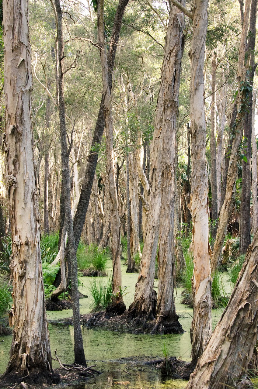 20+ Free Melaleuca & Paperbark Images - Pixabay