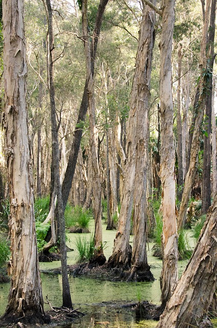 20+ Free Melaleuca & Paperbark Images - Pixabay