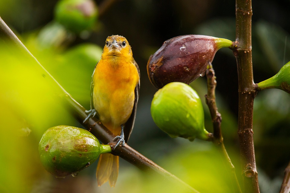 Bird Ornithology Golden Oriole - Free photo on Pixabay