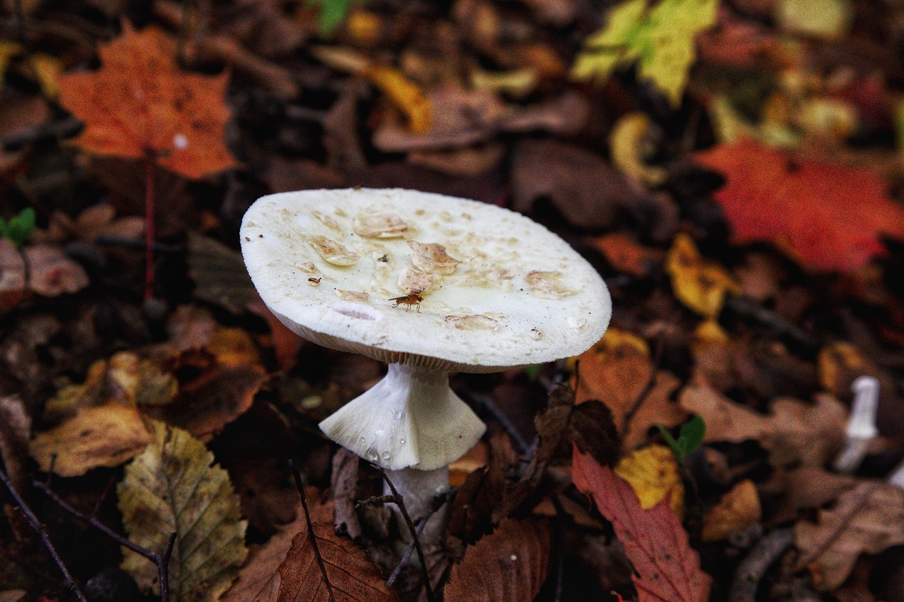 Mushroom Fall Nature Fungal - Free photo on Pixabay - Pixabay