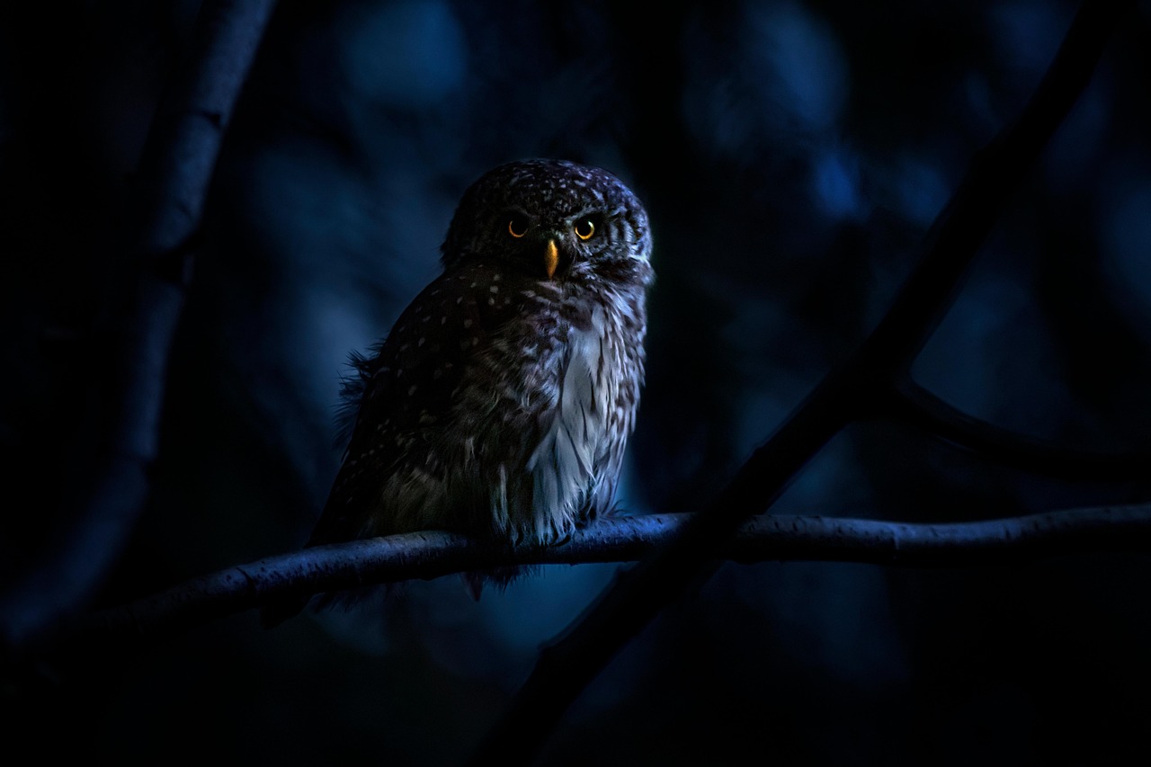 6,000 High-Quality Owl Pictures & Images [HD] - Pixabay