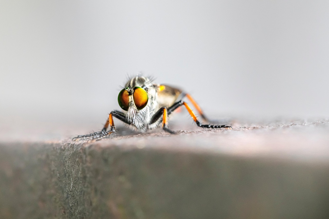 Robberfly Animalia Fly - Free photo on Pixabay - Pixabay